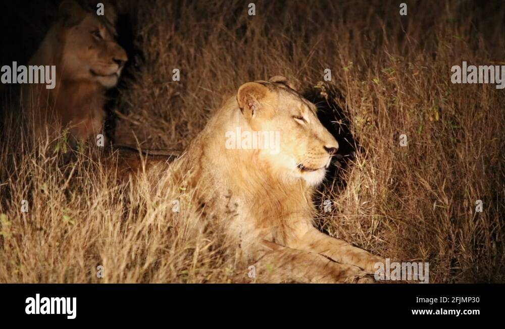 Night Time Lionesses with young male Lion Waking Up And Yawning Stock ...