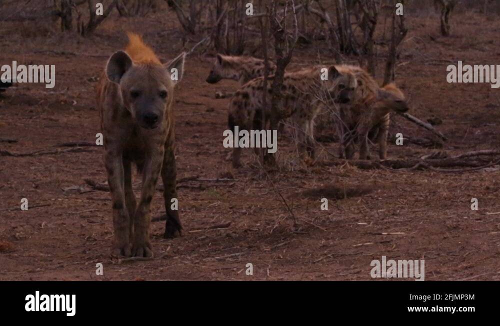 Female laughing hyena spotted hyena Stock Videos & Footage - HD and 4K ...