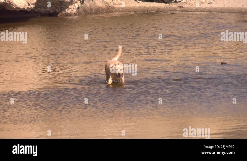 Ambling walk Stock Videos & Footage - HD and 4K Video Clips - Alamy