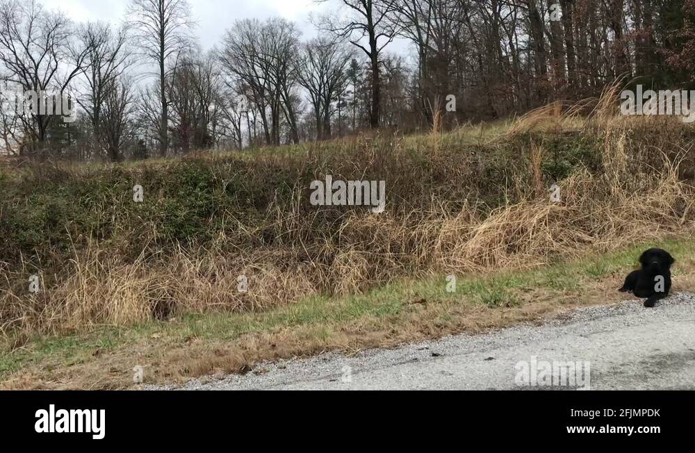 Road side dogs Stock Videos & Footage - HD and 4K Video Clips - Alamy