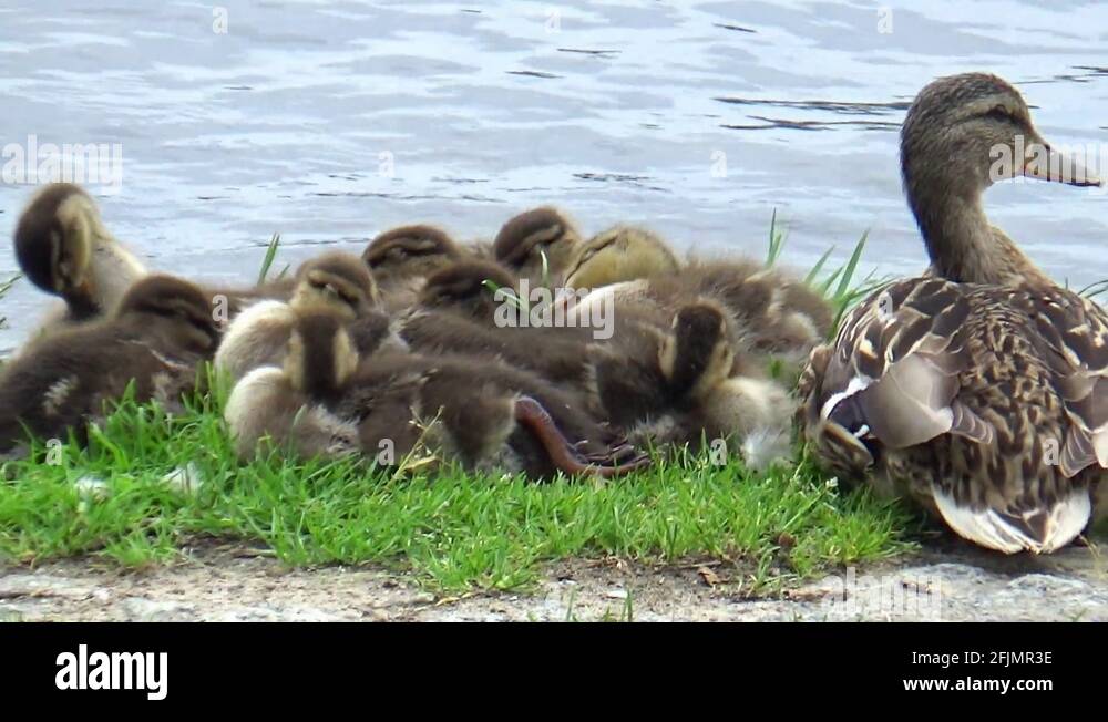 Bank ground farm Stock Videos & Footage - HD and 4K Video Clips - Alamy
