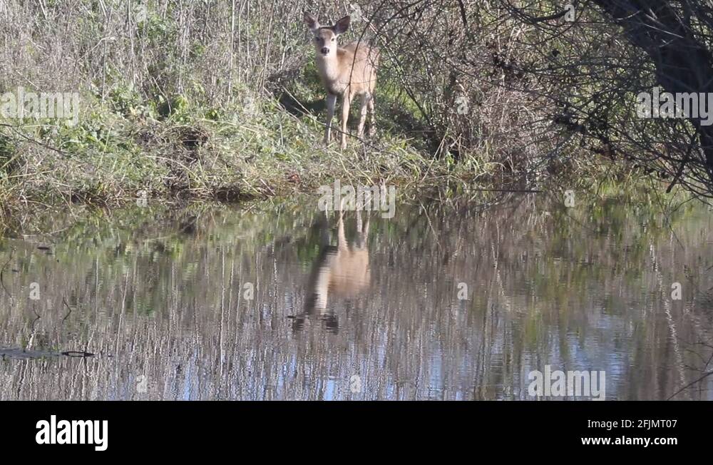 Gray doe Stock Videos & Footage - HD and 4K Video Clips - Alamy