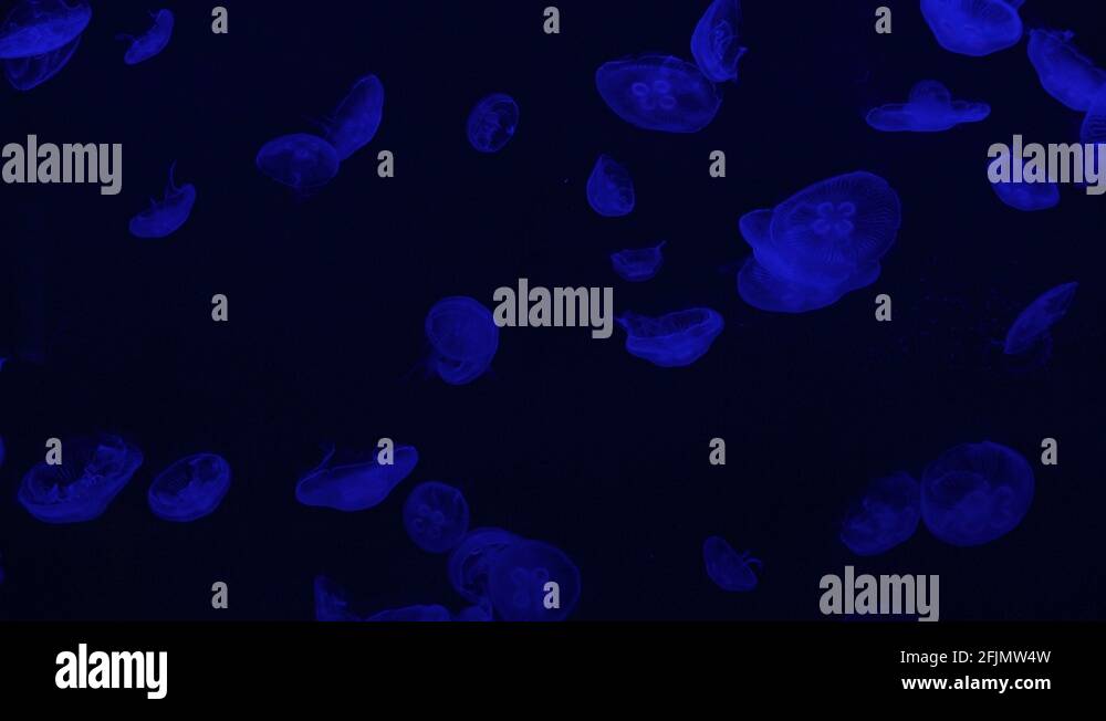 Medusa sea jellies Stock Videos & Footage - HD and 4K Video Clips - Alamy
