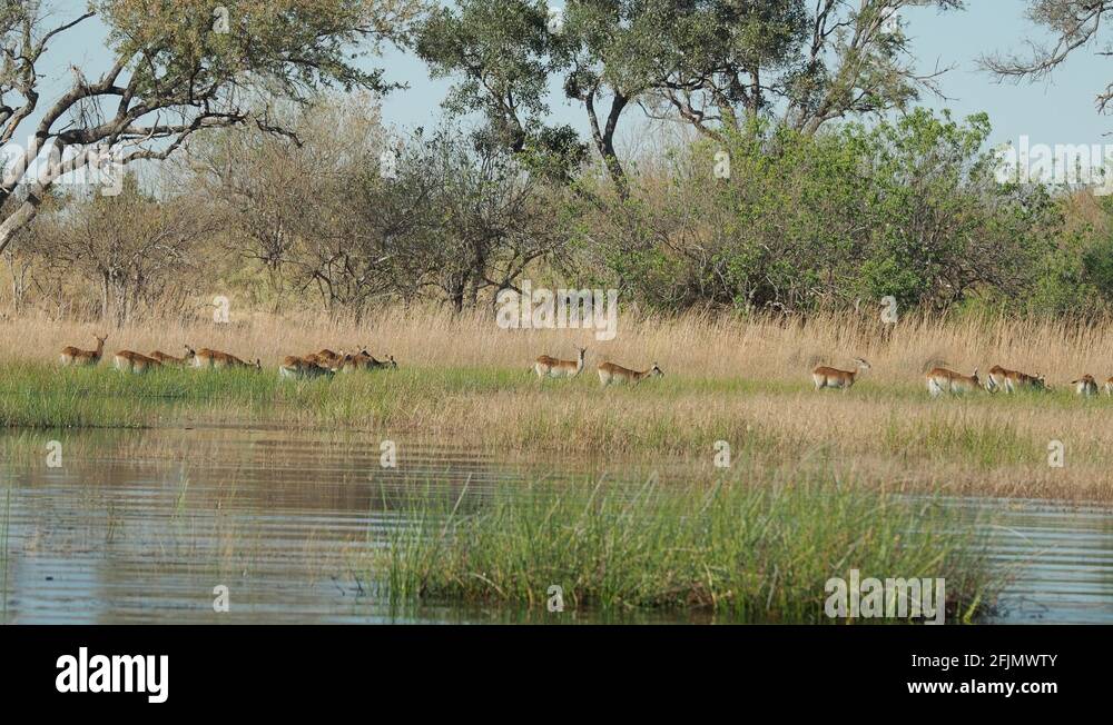 Delta wildlife Stock Videos & Footage - HD and 4K Video Clips - Alamy
