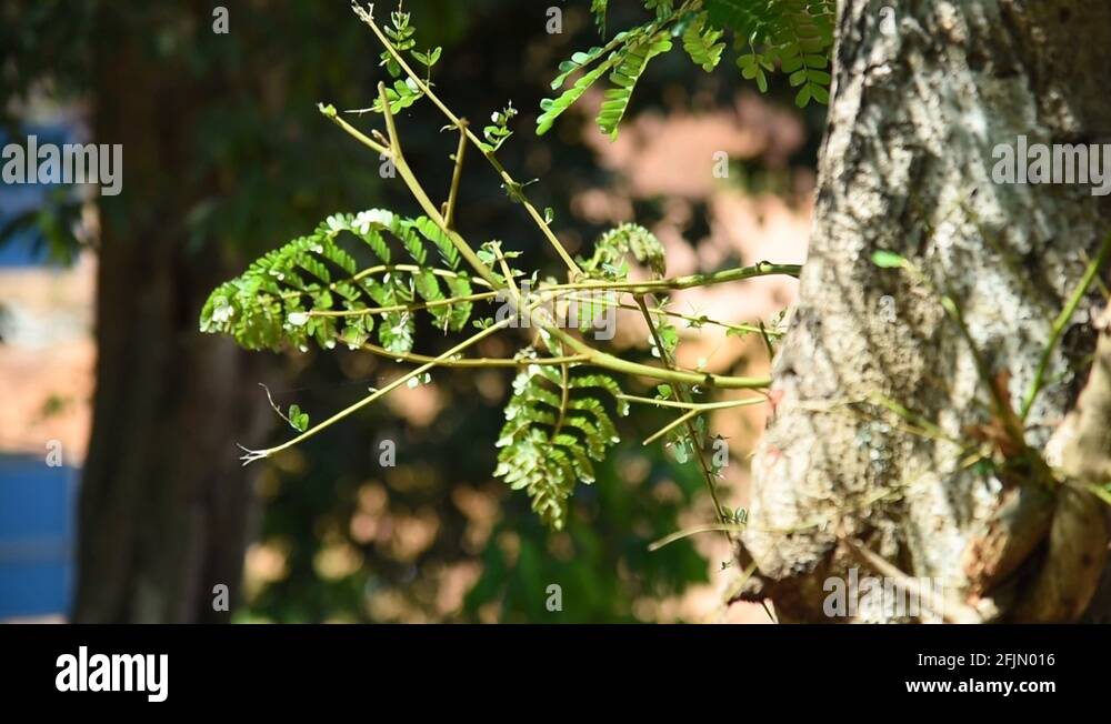 Karnataka leaf Stock Videos & Footage - HD and 4K Video Clips - Alamy