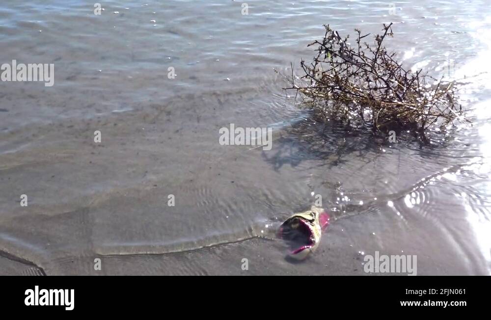 a Still shot illustrating the serious nature of pollution in our ...