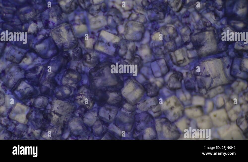 Sugar crystals under microscope Stock Videos & Footage - HD and 4K ...