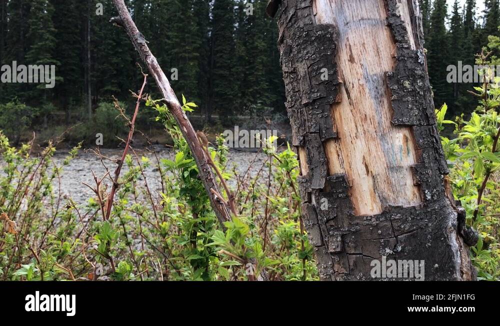 Dead patch Stock Videos & Footage - HD and 4K Video Clips - Alamy