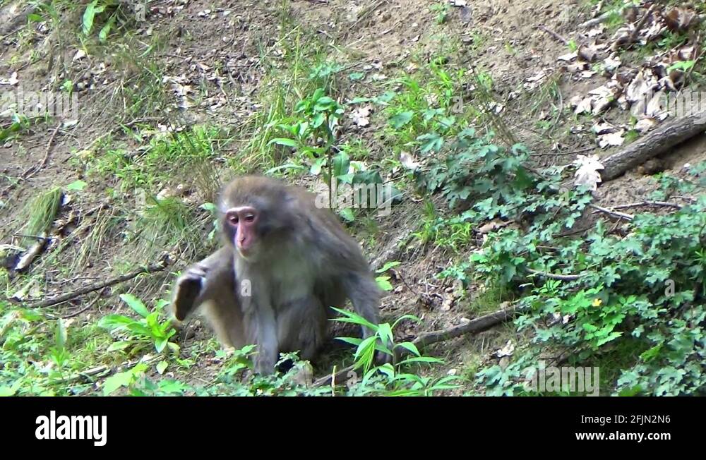 Monkey scratching head Stock Videos & Footage - HD and 4K Video Clips ...