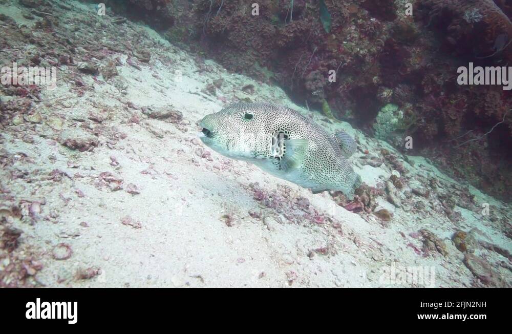 Mbu pufferfish Stock Videos & Footage - HD and 4K Video Clips - Alamy