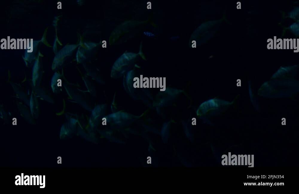 Tuna tornado Stock Videos & Footage - HD and 4K Video Clips - Alamy