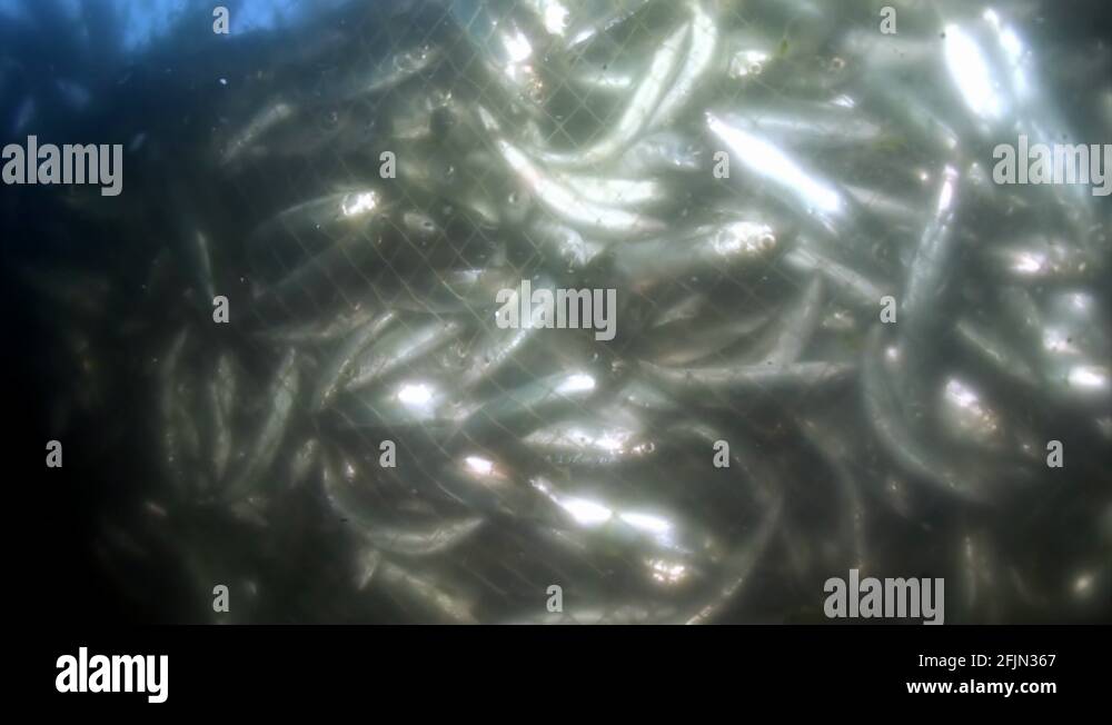 Omul fish omul in fishing net underwater at Lake Baikal Stock Video ...