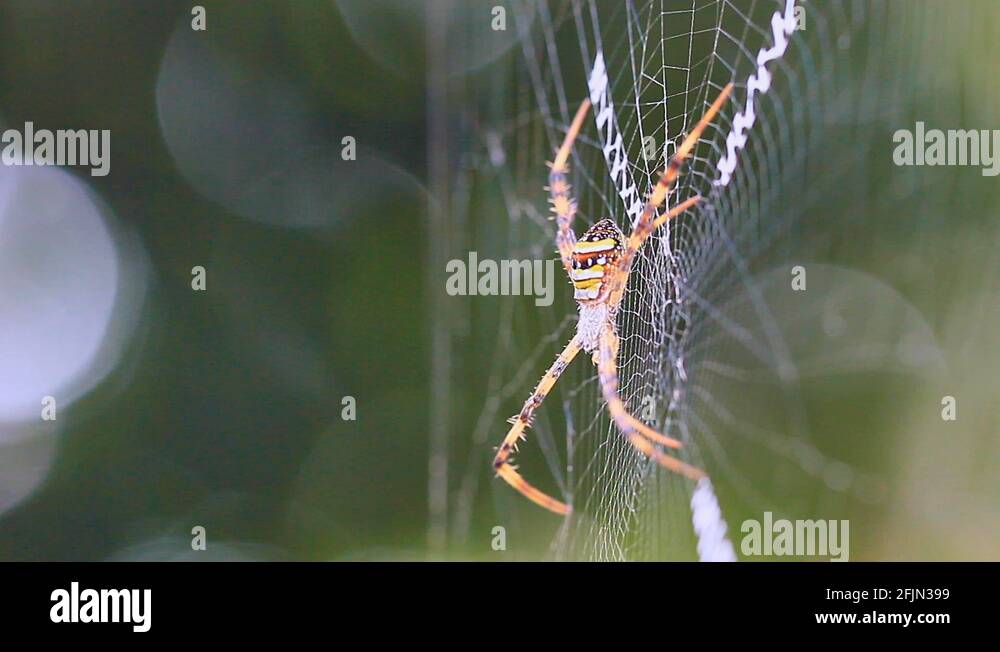Spiders architecture Stock Videos & Footage - HD and 4K Video Clips - Alamy