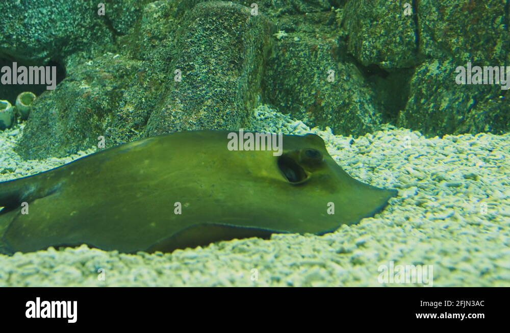 Cartilaginous Stock Videos & Footage - HD and 4K Video Clips - Alamy