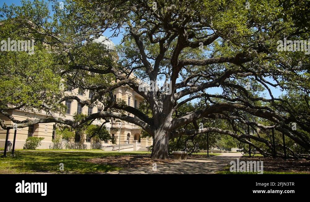 Century tree Stock Videos & Footage - HD and 4K Video Clips - Alamy