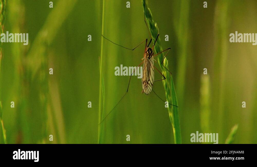 Anopheles mosquito mosquito Stock Videos & Footage - HD and 4K Video ...