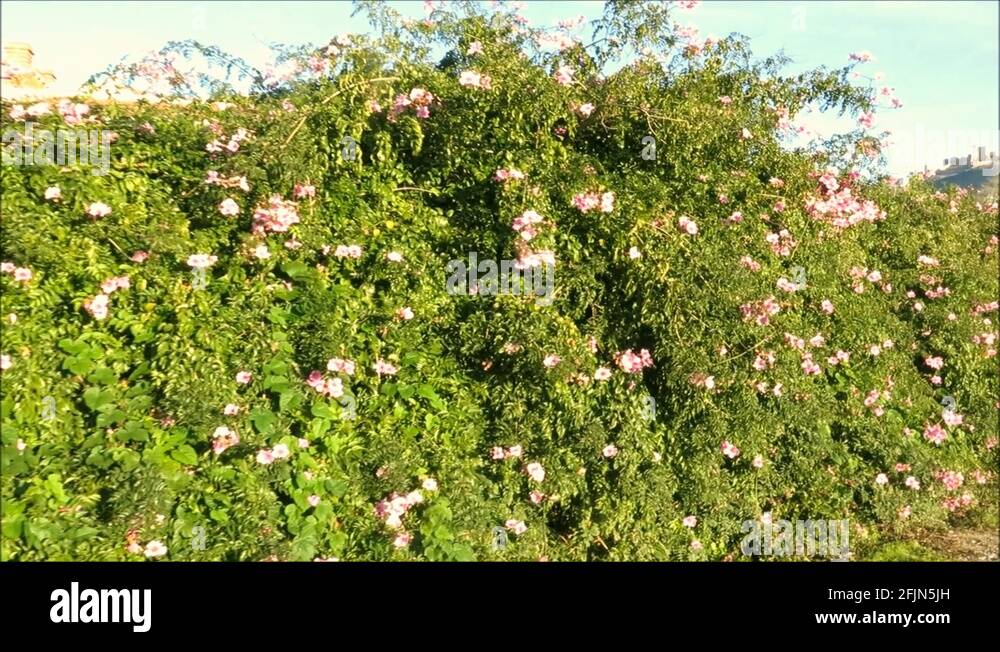 Hedge of pink flowers Stock Videos & Footage - HD and 4K Video Clips ...