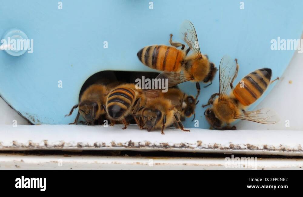 Nucleus box Stock Videos & Footage - HD and 4K Video Clips - Alamy