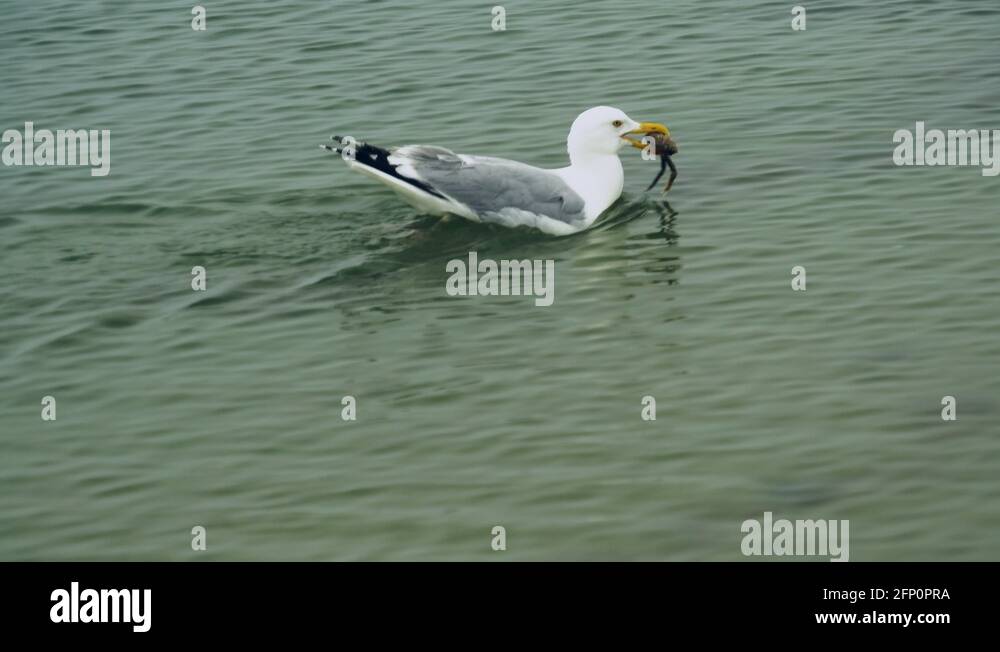 Seagull hunt Stock Videos & Footage - HD and 4K Video Clips - Alamy