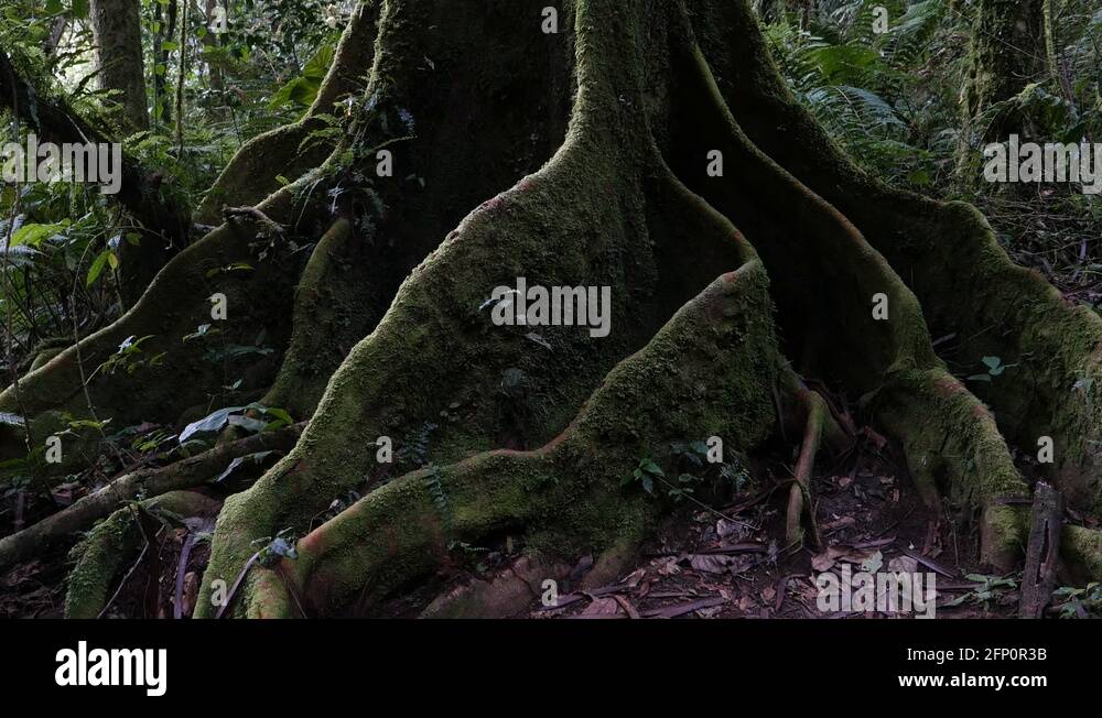 Canoe tree Stock Videos & Footage - HD and 4K Video Clips - Alamy