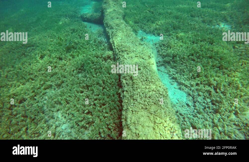 Underwater trunk Stock Videos & Footage - HD and 4K Video Clips - Alamy