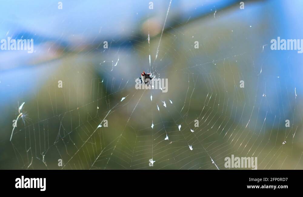 Spiny spider crab or spinous spider crab Stock Videos & Footage - HD ...