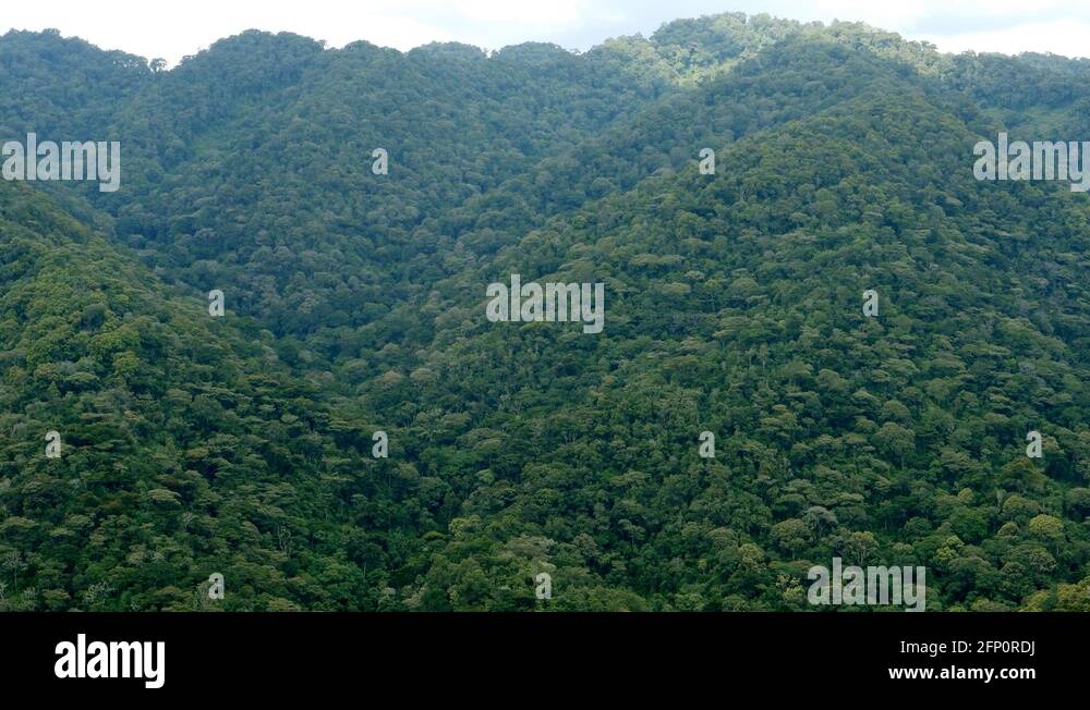 Equatorial forest uganda Stock Videos & Footage - HD and 4K Video Clips ...