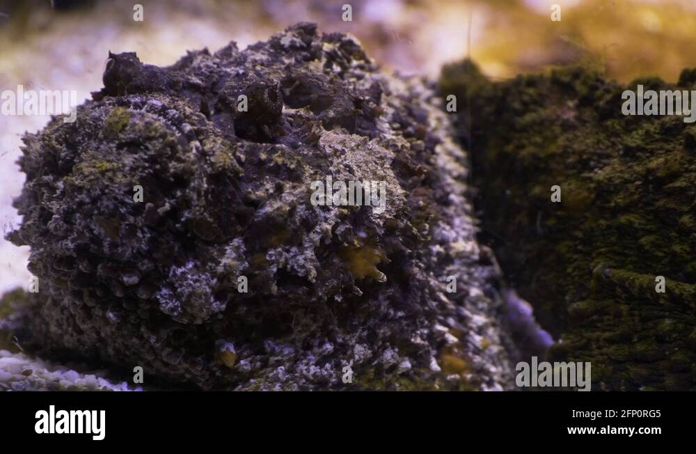 Stonefish camouflage Stock Videos & Footage - HD and 4K Video Clips - Alamy
