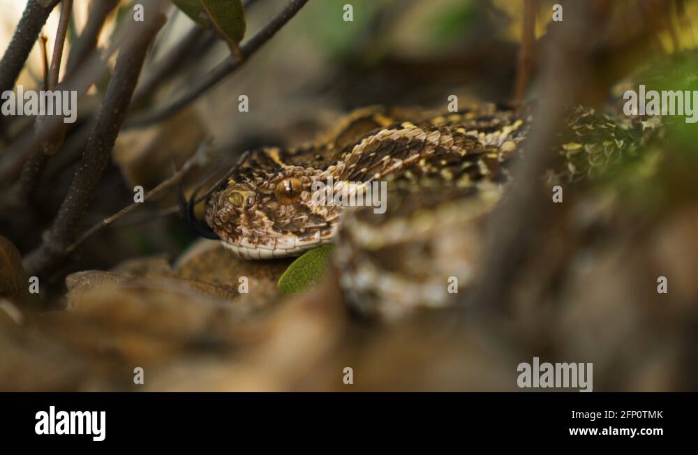 A venomous puff adder Stock Videos & Footage - HD and 4K Video Clips ...