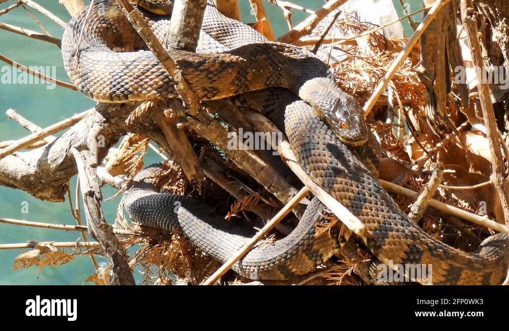 Diamondback watersnake Stock Videos & Footage - HD and 4K Video Clips ...