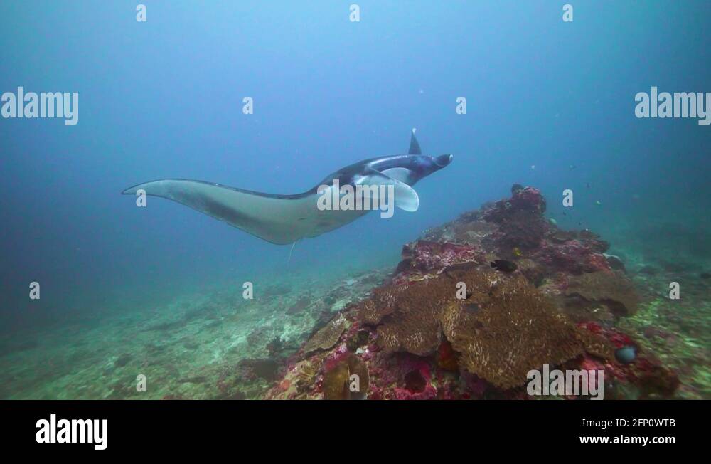 Beautiful Giant Manta Ray swimming slowly over the coral reef in Nusa ...
