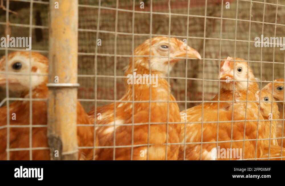 Cage chicken Stock Videos & Footage - HD and 4K Video Clips - Alamy