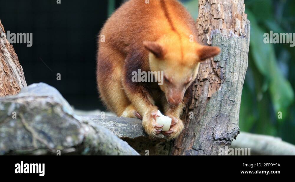 Papua new guinea fauna Stock Videos & Footage - HD and 4K Video Clips ...