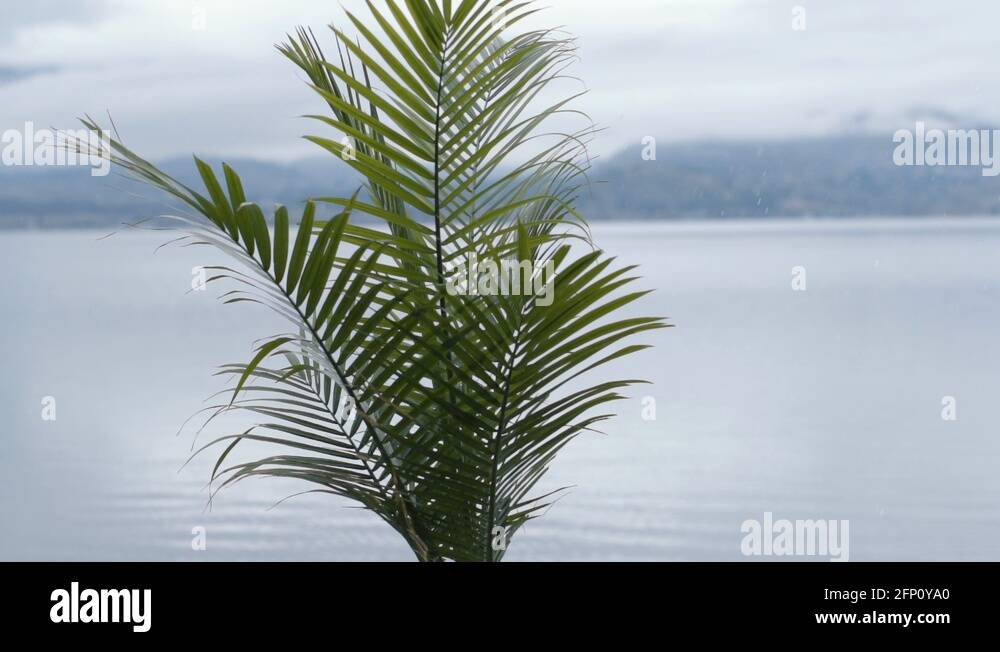 Snow on palm tree Stock Videos & Footage - HD and 4K Video Clips - Alamy