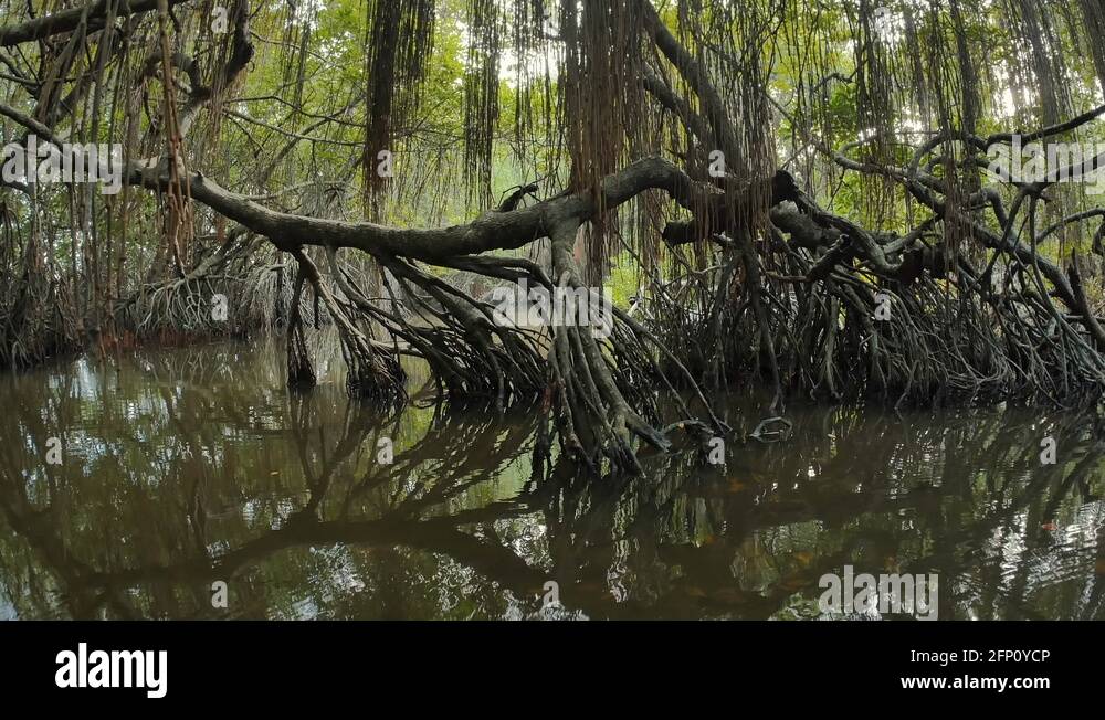 River mangrove tree Stock Videos & Footage - HD and 4K Video Clips - Alamy