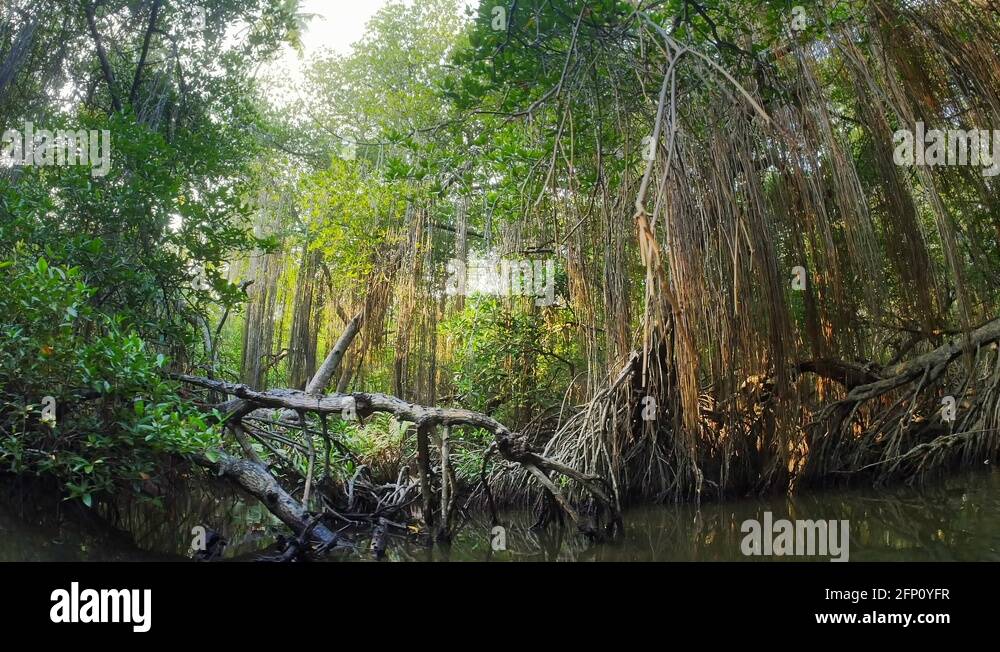 Unique natural wildlife habitat Stock Videos & Footage - HD and 4K ...