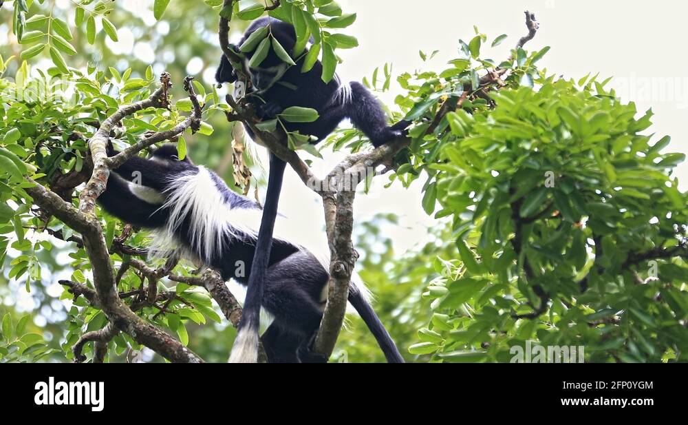 Endangered monkey species Stock Videos & Footage - HD and 4K Video ...