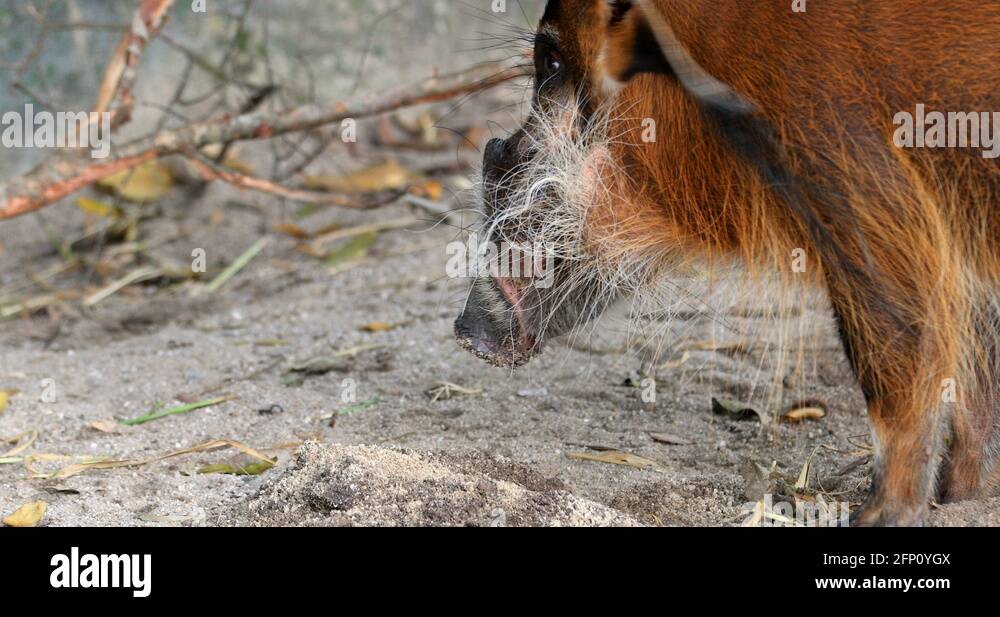 Red river wild boar Stock Videos & Footage - HD and 4K Video Clips - Alamy