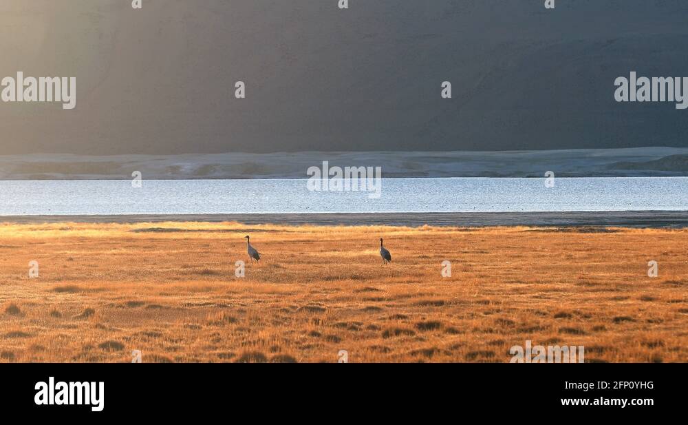 Fauna of ladakh Stock Videos & Footage - HD and 4K Video Clips - Alamy