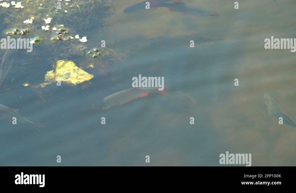 Freshwater fish fish Stock Videos & Footage - HD and 4K Video Clips - Alamy