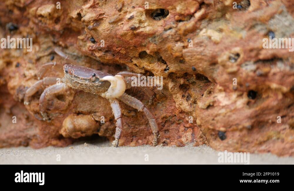 Single claw crab Stock Videos & Footage - HD and 4K Video Clips - Alamy