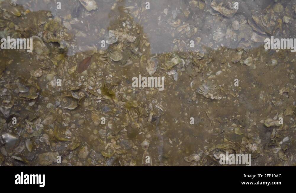 Sea shells in shallow water Stock Videos & Footage - HD and 4K Video ...