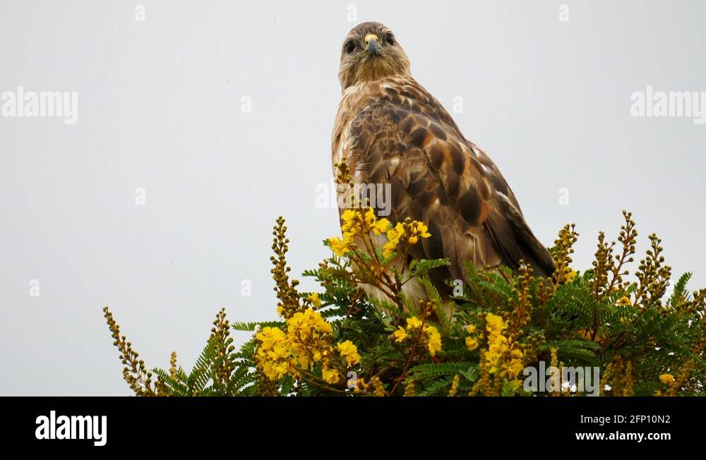 Puffed up head feathers Stock Videos & Footage - HD and 4K Video Clips ...