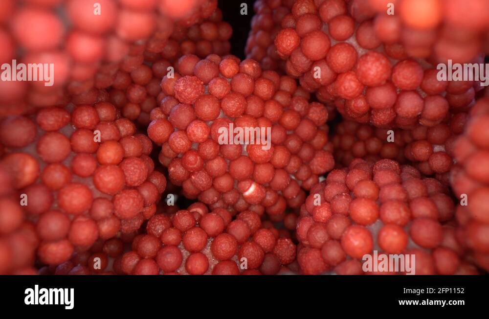 Pile raspberry jelly candies Stock Videos & Footage - HD and 4K Video ...