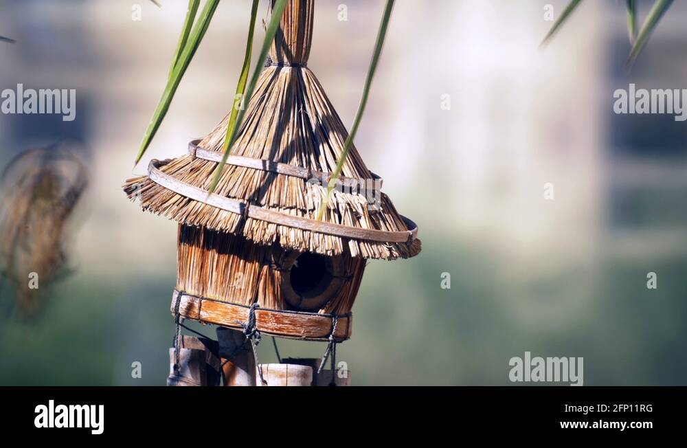 Hanging at the nest Stock Videos & Footage - HD and 4K Video Clips - Alamy