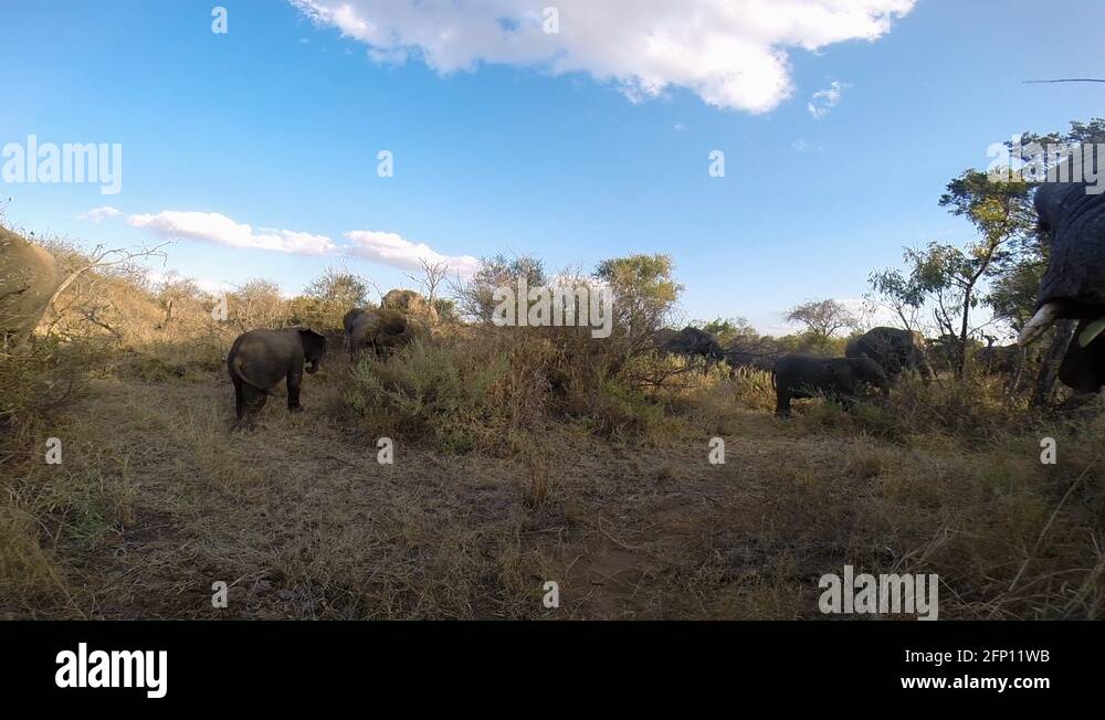Elephant trap Stock Videos & Footage - HD and 4K Video Clips - Alamy