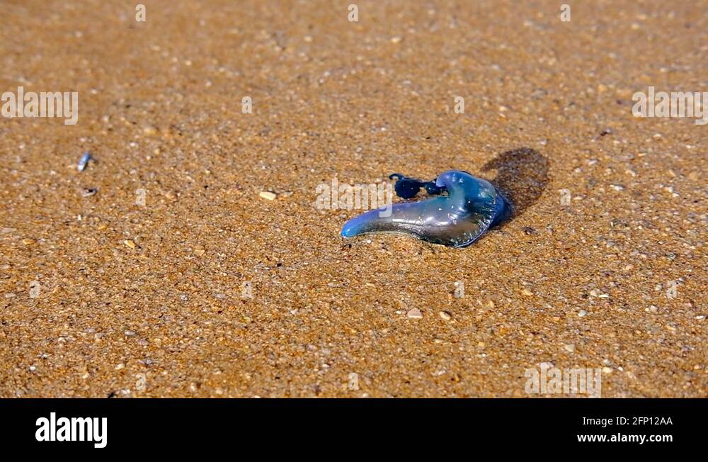 Blue bottle jelly fish Stock Videos & Footage - HD and 4K Video Clips ...