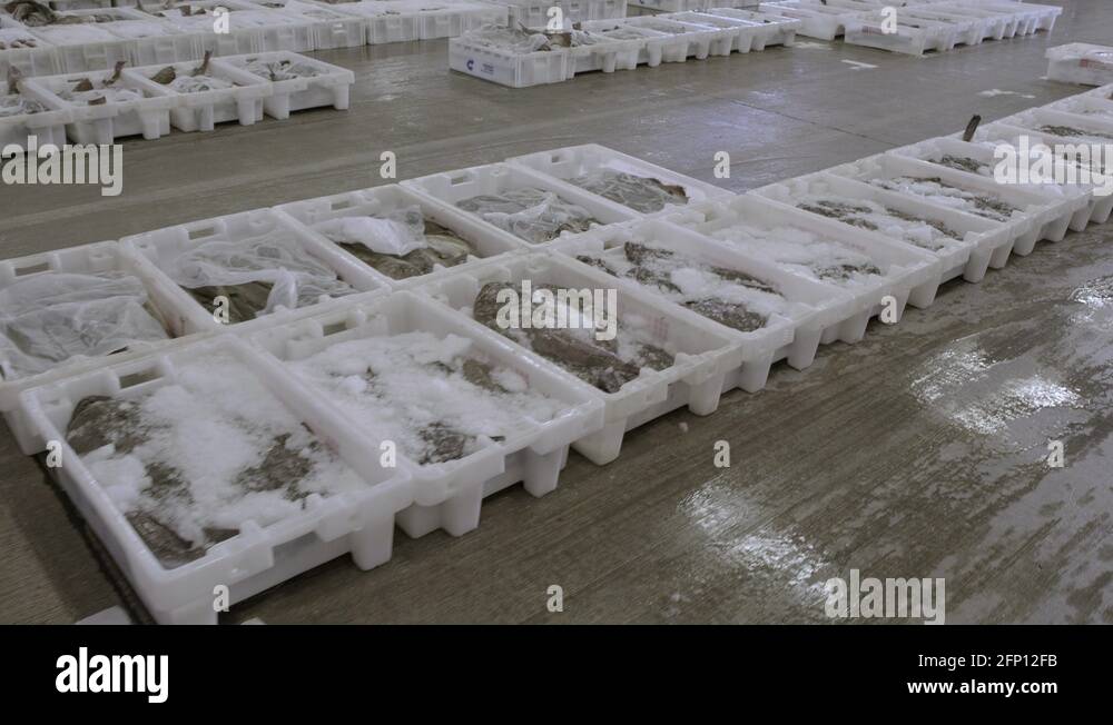 Fresh seafood packed in ice Stock Videos & Footage - HD and 4K Video ...