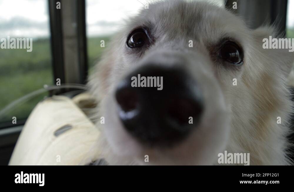 Dog whisker Stock Videos & Footage - HD and 4K Video Clips - Alamy