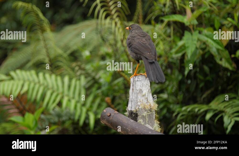 Wilds bird Stock Videos & Footage - HD and 4K Video Clips - Alamy